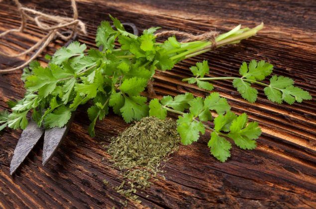 Beneficios y Propiedades del Cilantro ⇒ 【¡Guía!】