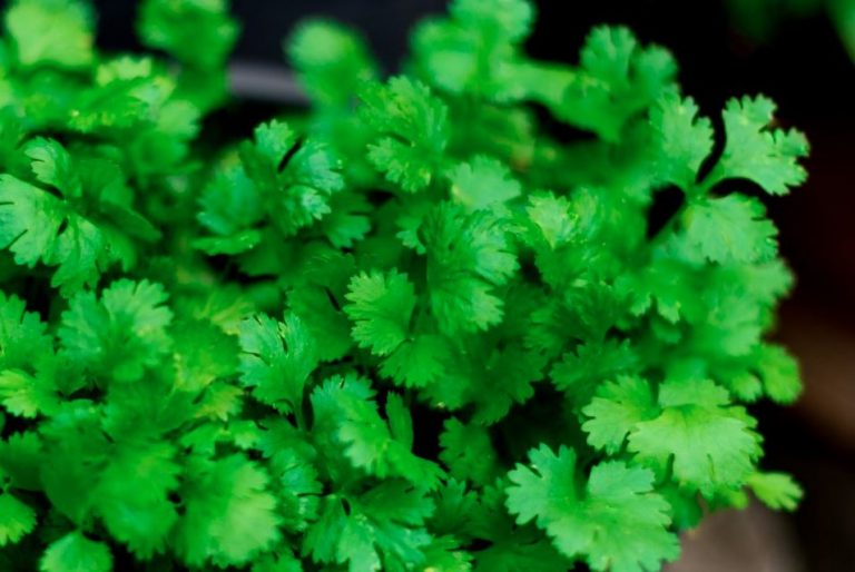 Beneficios y Propiedades del Cilantro ⇒ 【¡Guía!】