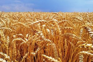 10 Beneficios de la Malta de Cebada ⇒ 【¡Guía!】