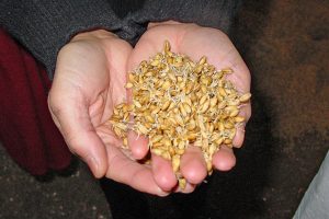 10 Beneficios de la Malta de Cebada ⇒ 【¡Guía!】