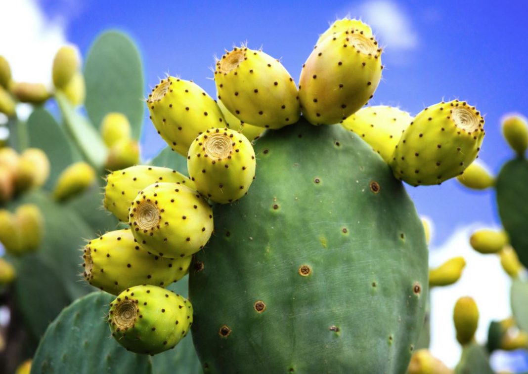 ⊛ 【 10 】 Propiedades del Higo Chumbo para la Salud ️