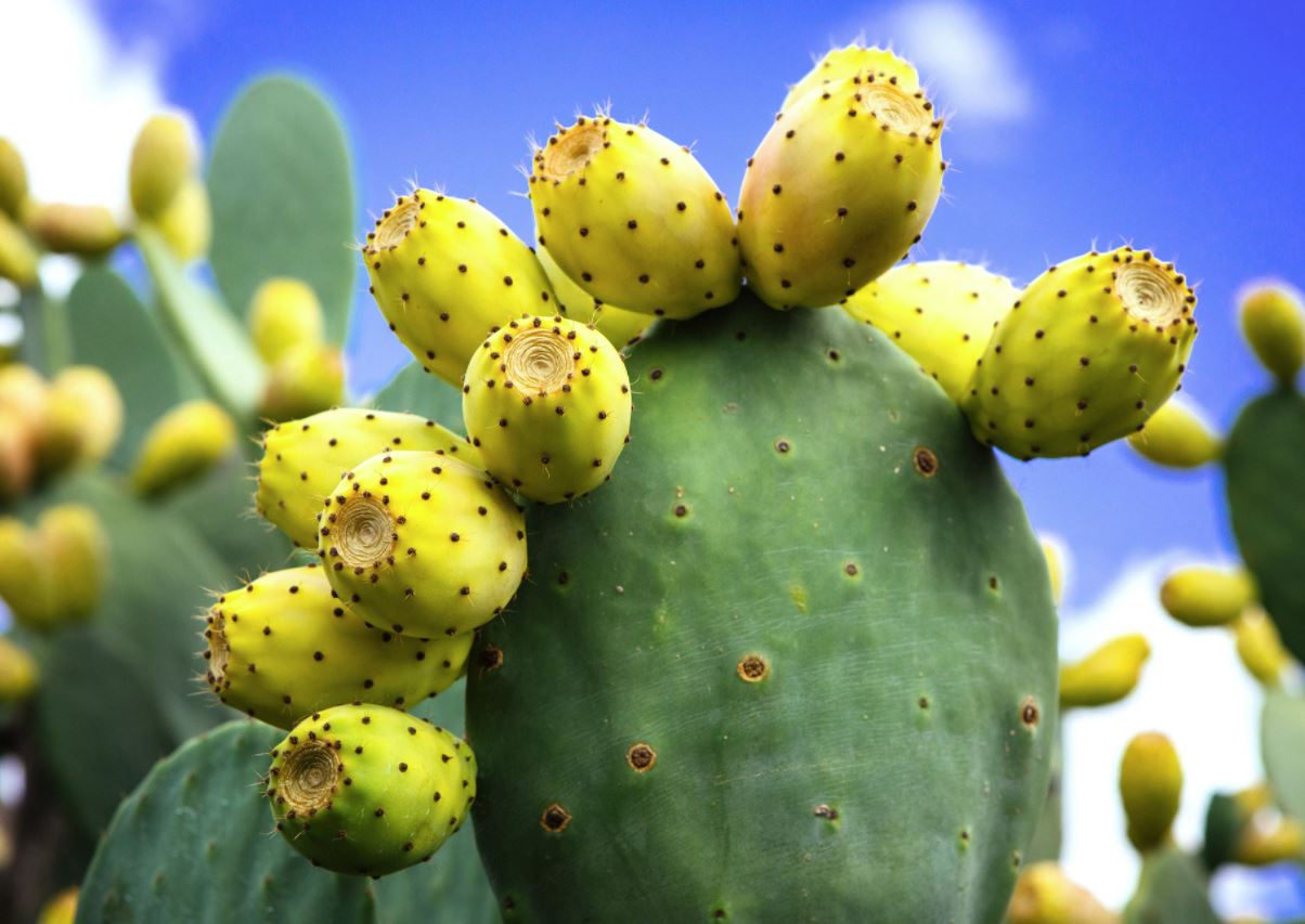 ⊛ 【 10 】 Propiedades del Higo Chumbo para la Salud ️