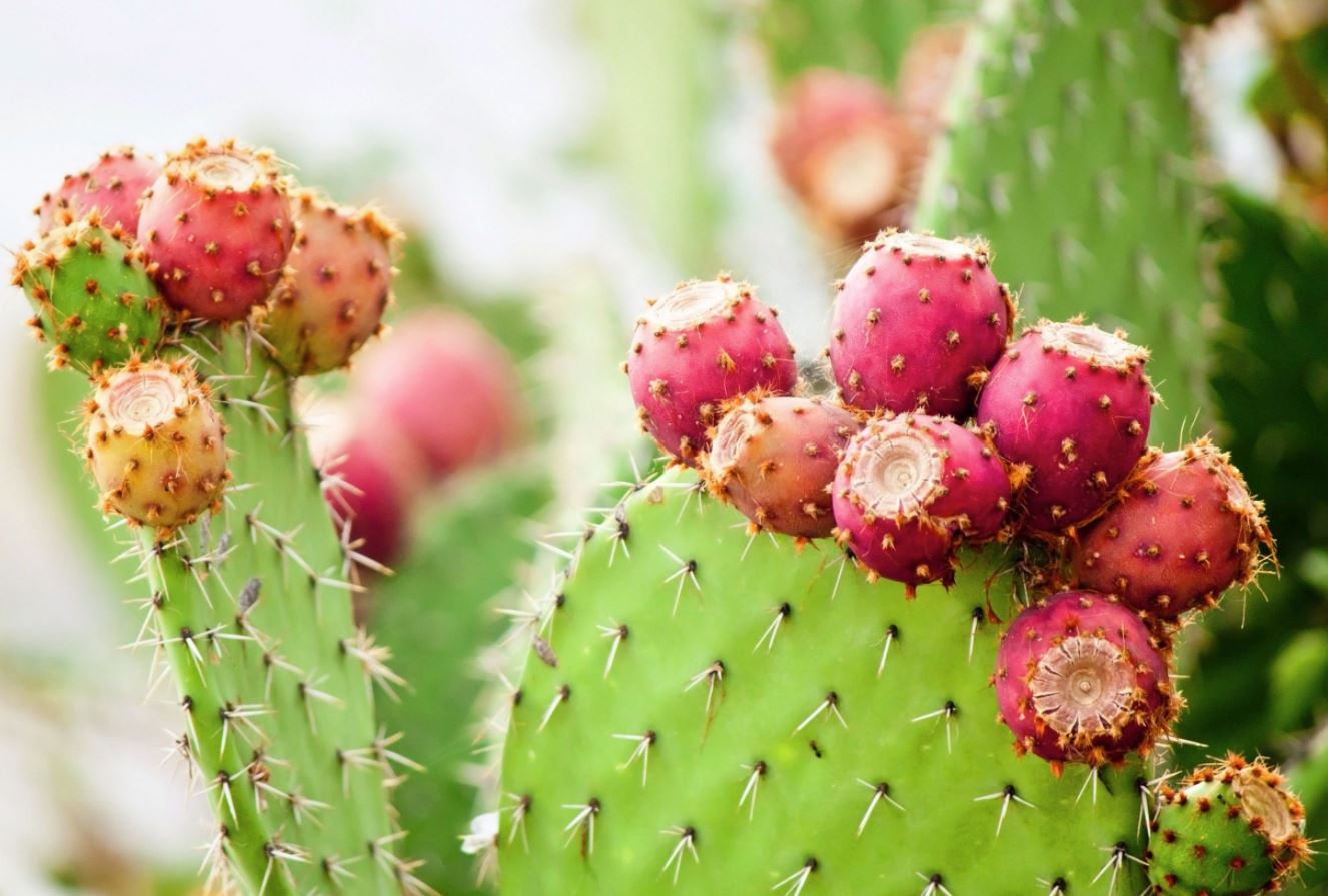 ⊛ 【 10 】 Propiedades del Higo Chumbo para la Salud ️